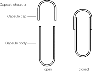 Different Types of Capsules & their Capsule Size